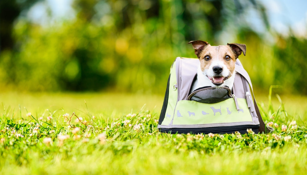 How to Prepare Your Pet for Travel | DogCrates.com – Dog Crates